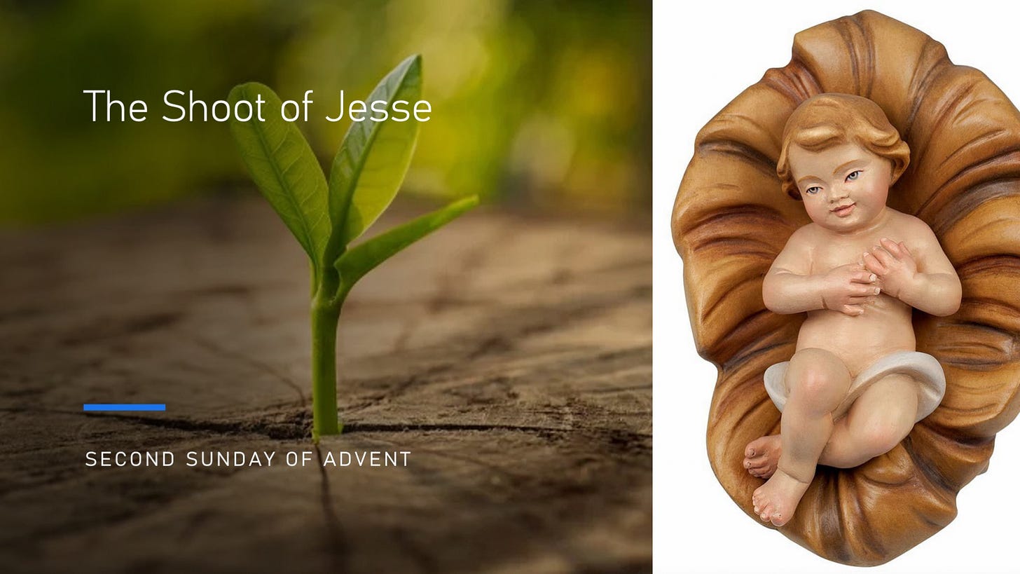 The Shoot of Jesse - Krakus’s Biblical Reflections