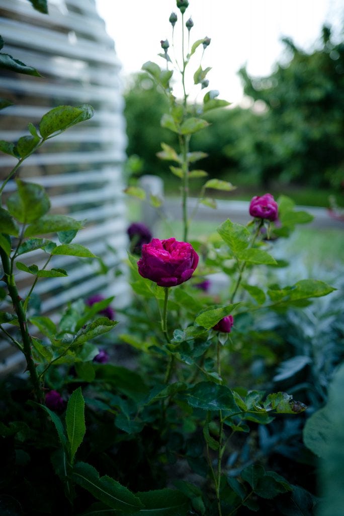 The Elliott Homestead Newsletter | Shaye Elliott | Substack