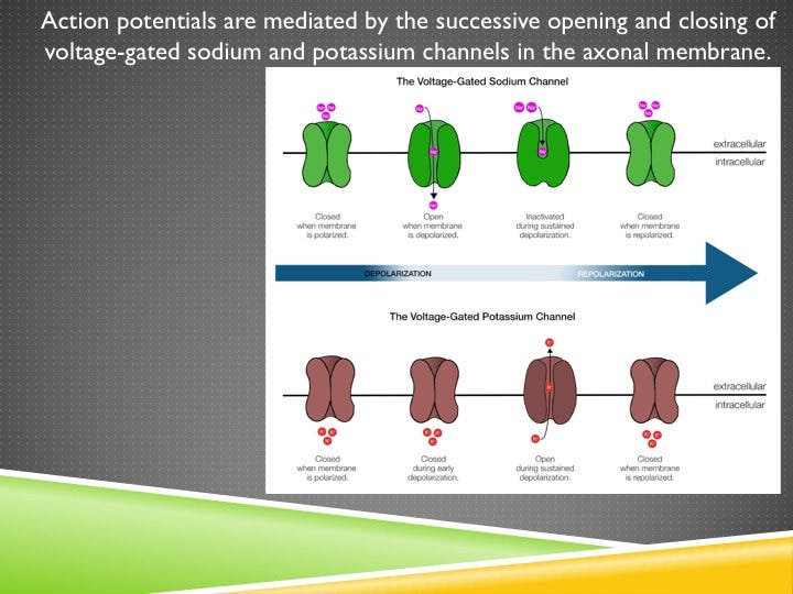 39. How Neurons Get Excited - by Chris Masterjohn, PhD