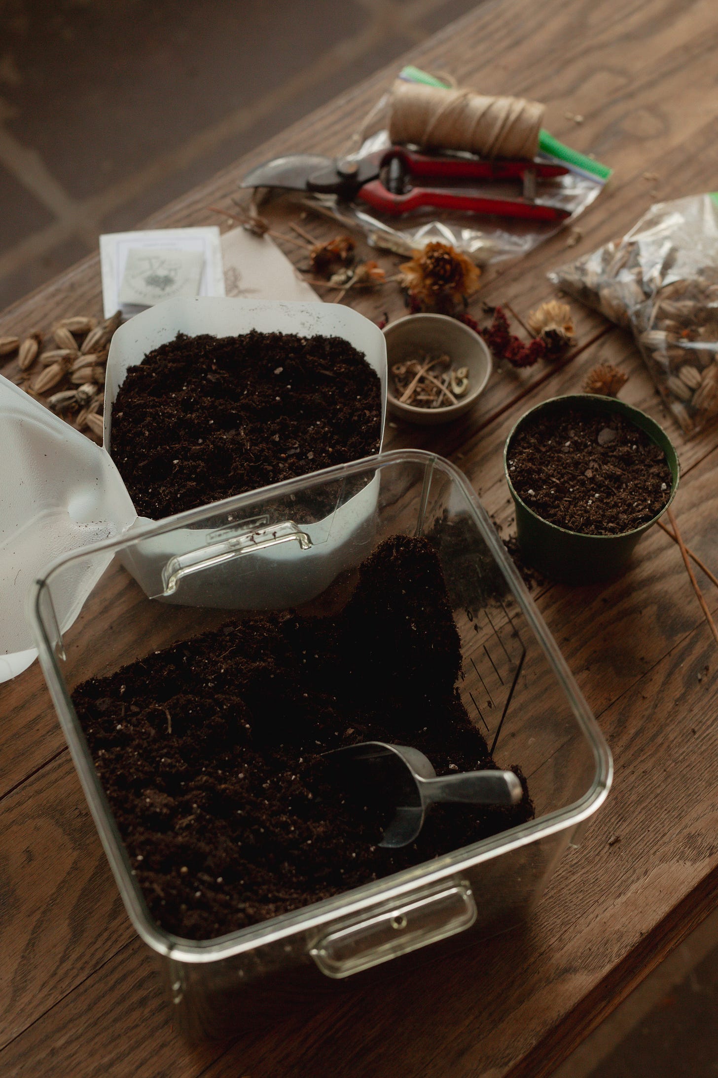 The Beginner's Guide to Winter Sowing - by Emily Leake