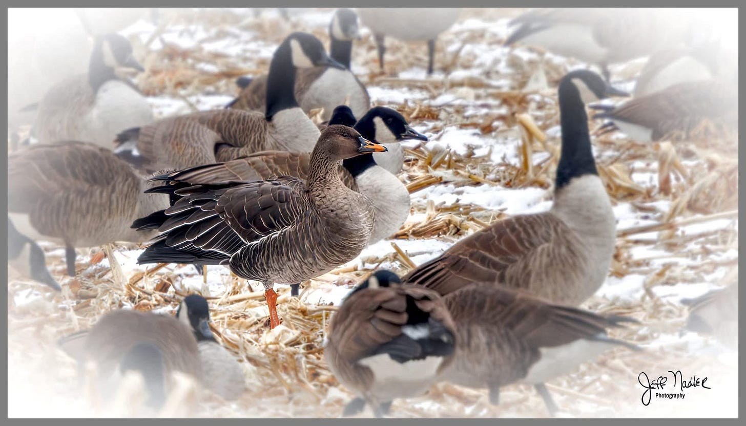 People flock to a small town to see a very rare goose – Campus News
