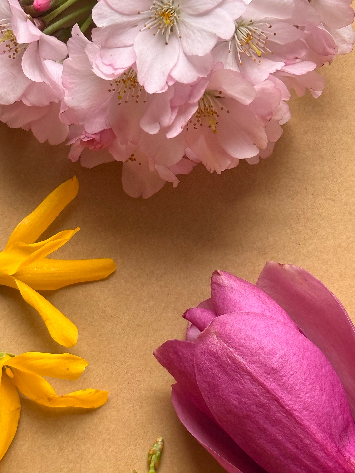 The Ephemerality of Spring - by Emily - sourbittersaltygram