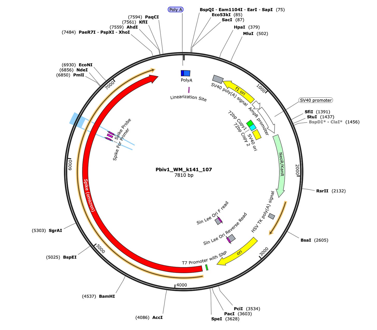 Independent Sanger Sequencing verification of plasmid amplicons in BNT162b2