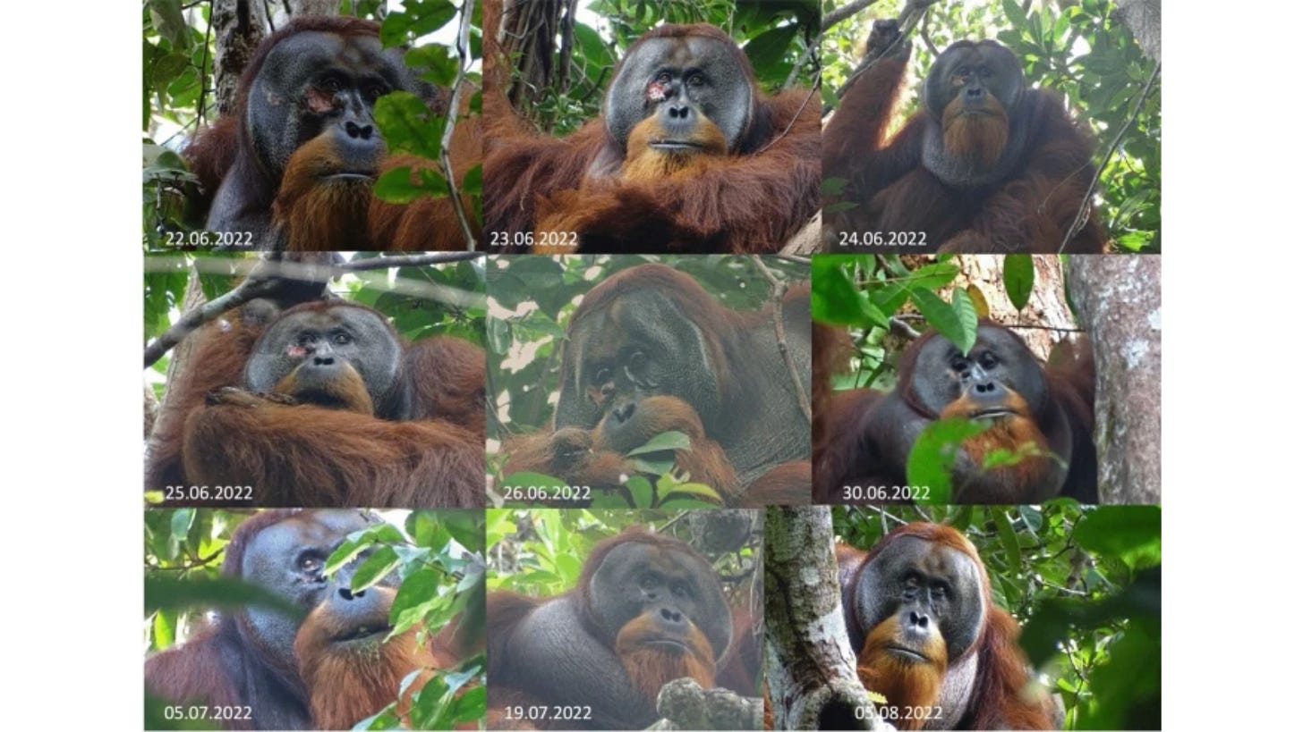 New study reports Orangutan use of a medicinal plant