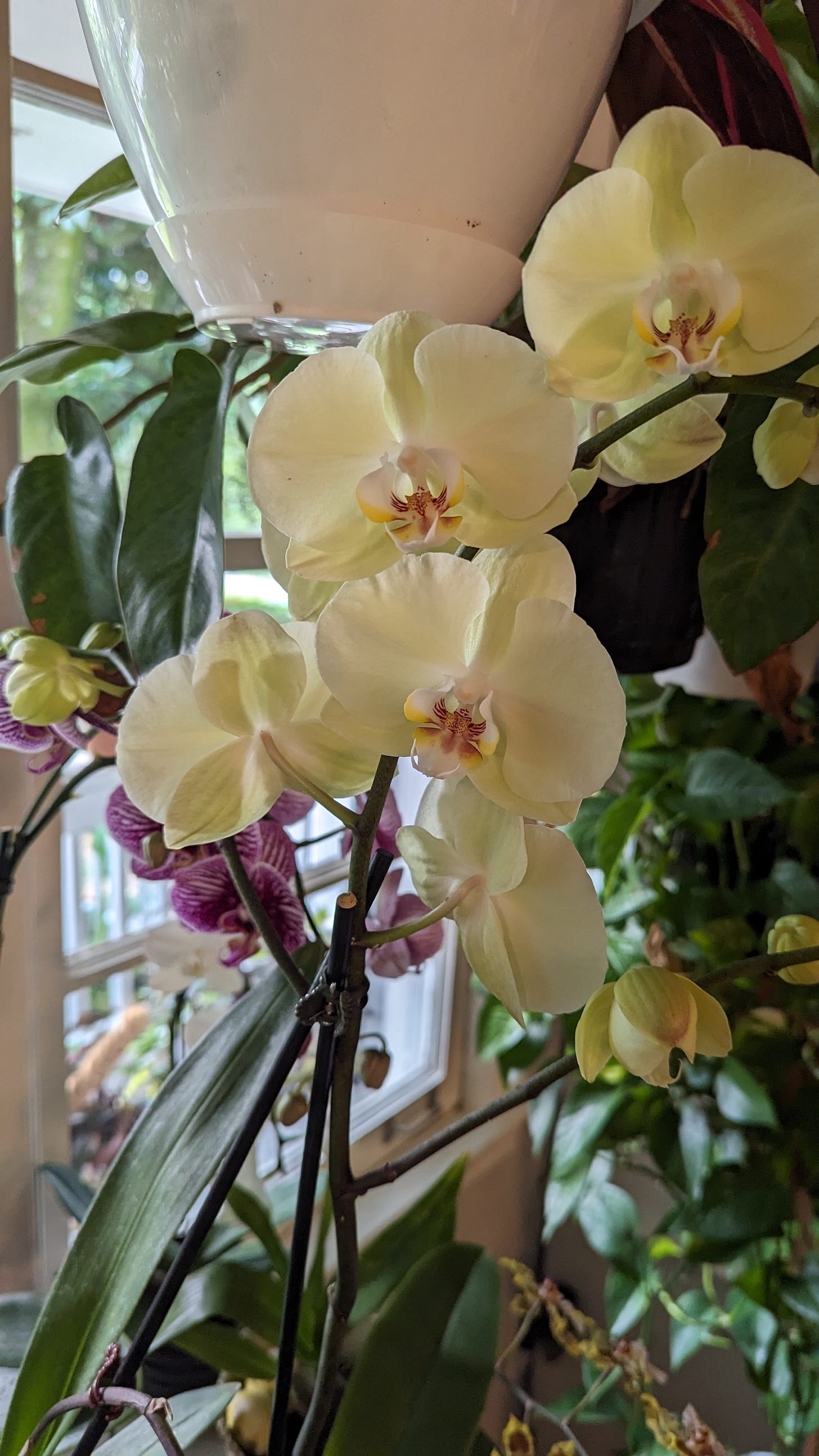 My favorite super-easy plants - by Zawn Villines