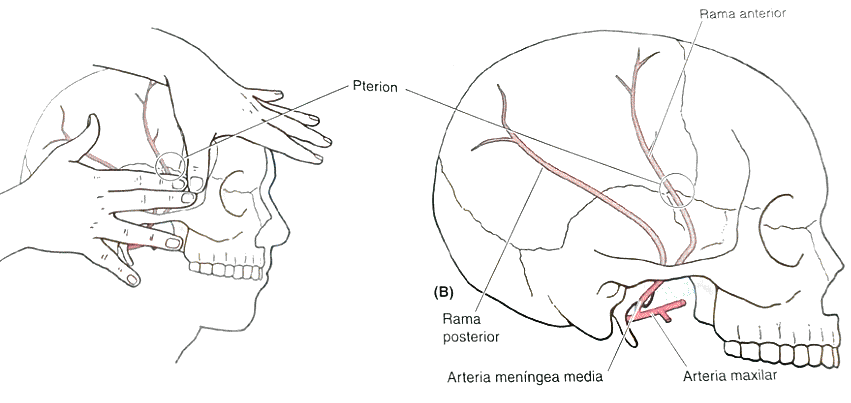 UBM #005: ¿Qué es el Pterion y cuál es su importancia clínica?