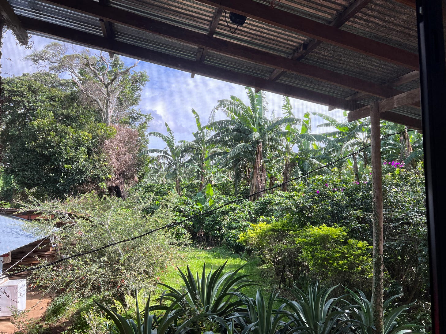 Ode to a Banana Tree - by Alexander Holcomb - The Dome