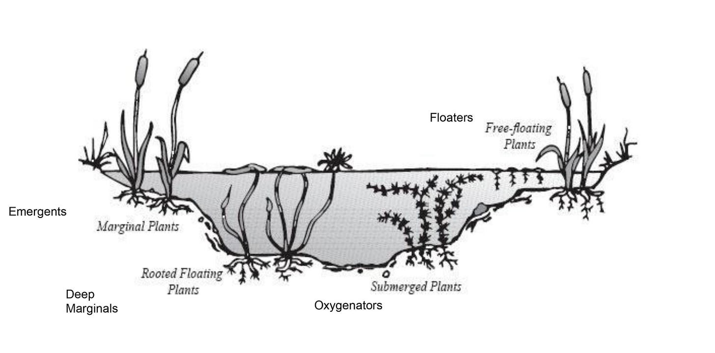 Balkan Ecology Project : Wildlife Pond Design, Planting and Management
