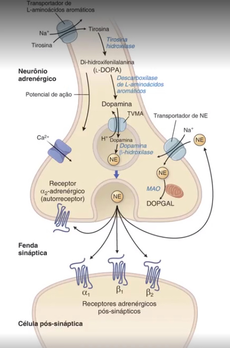 Neurotransmissores e receptores adrenérgicos | Transmissão Adrenérgica