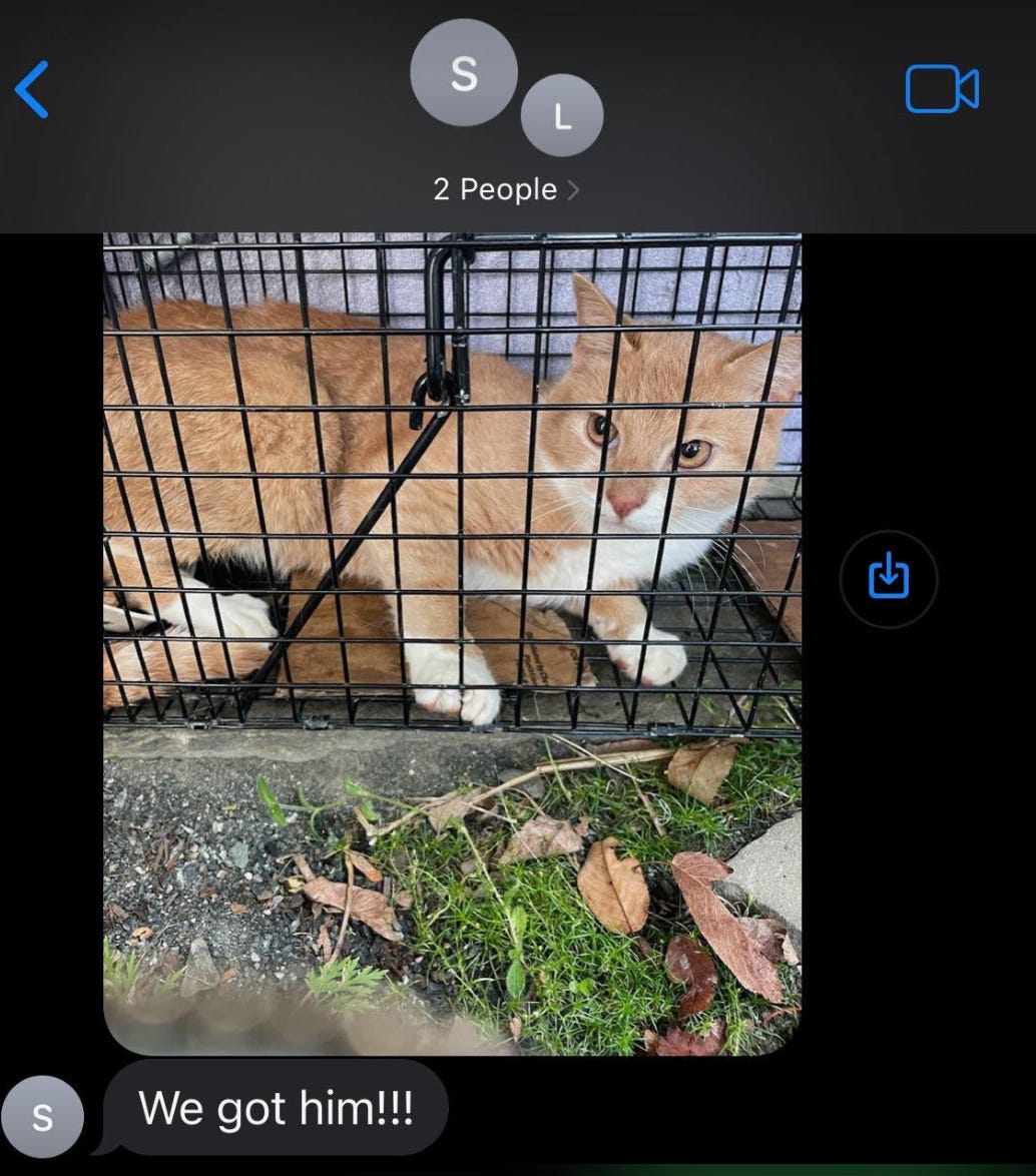 Purr Joy as Enzo, the cat missing for months, returns to his humans ...