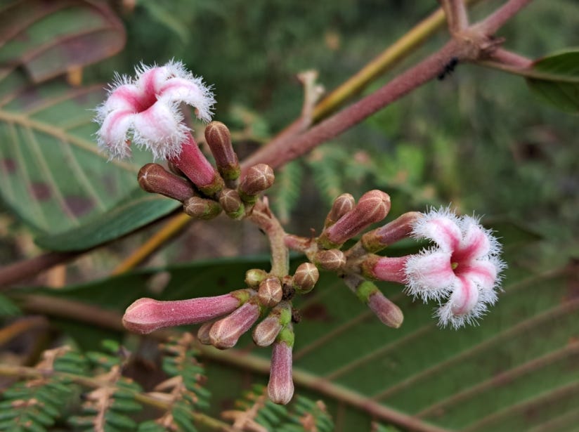 Balkan Ecology Project