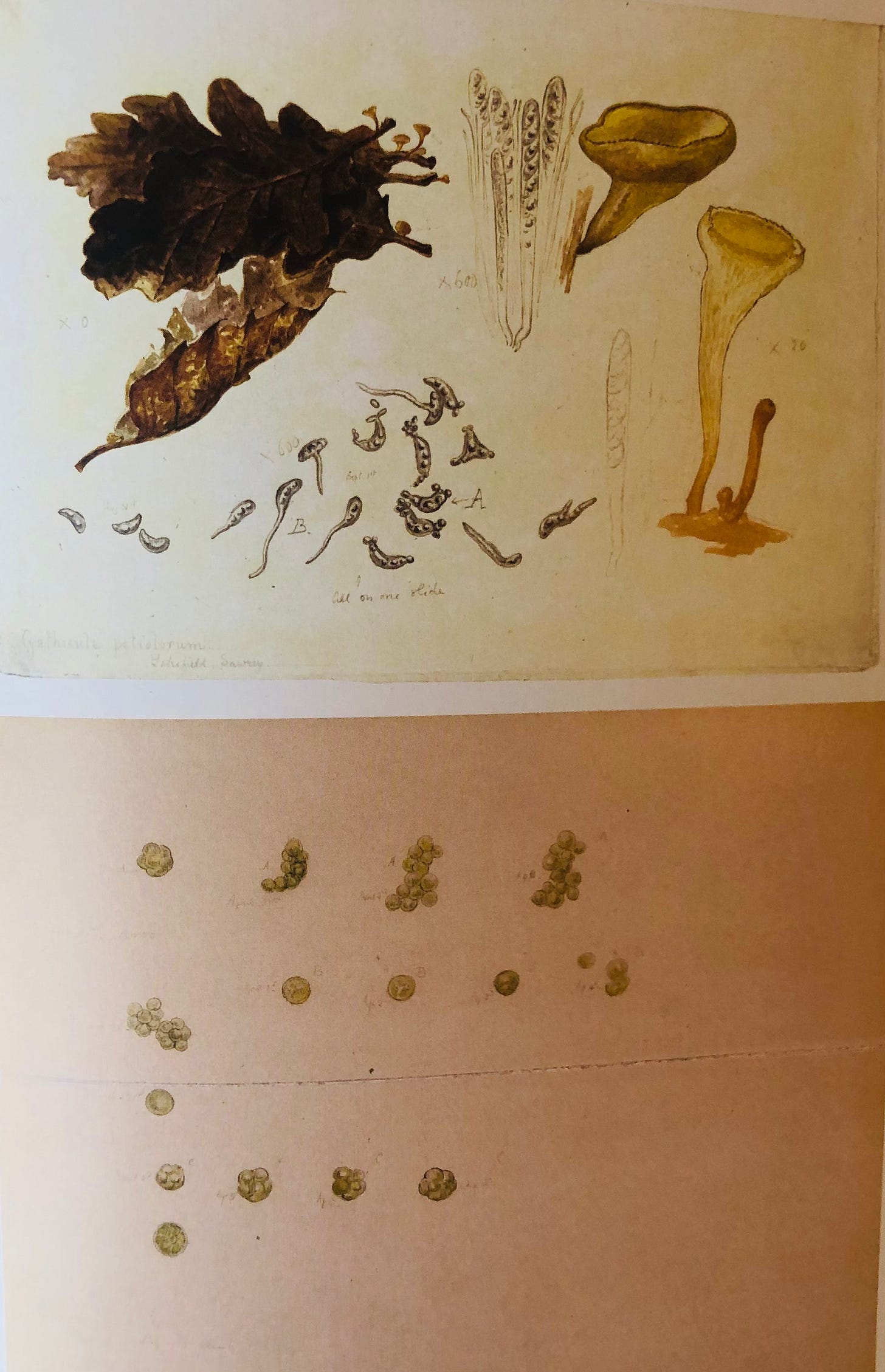 Beatrix Potter's Naturalist Notes - by Jillian Hess - Noted