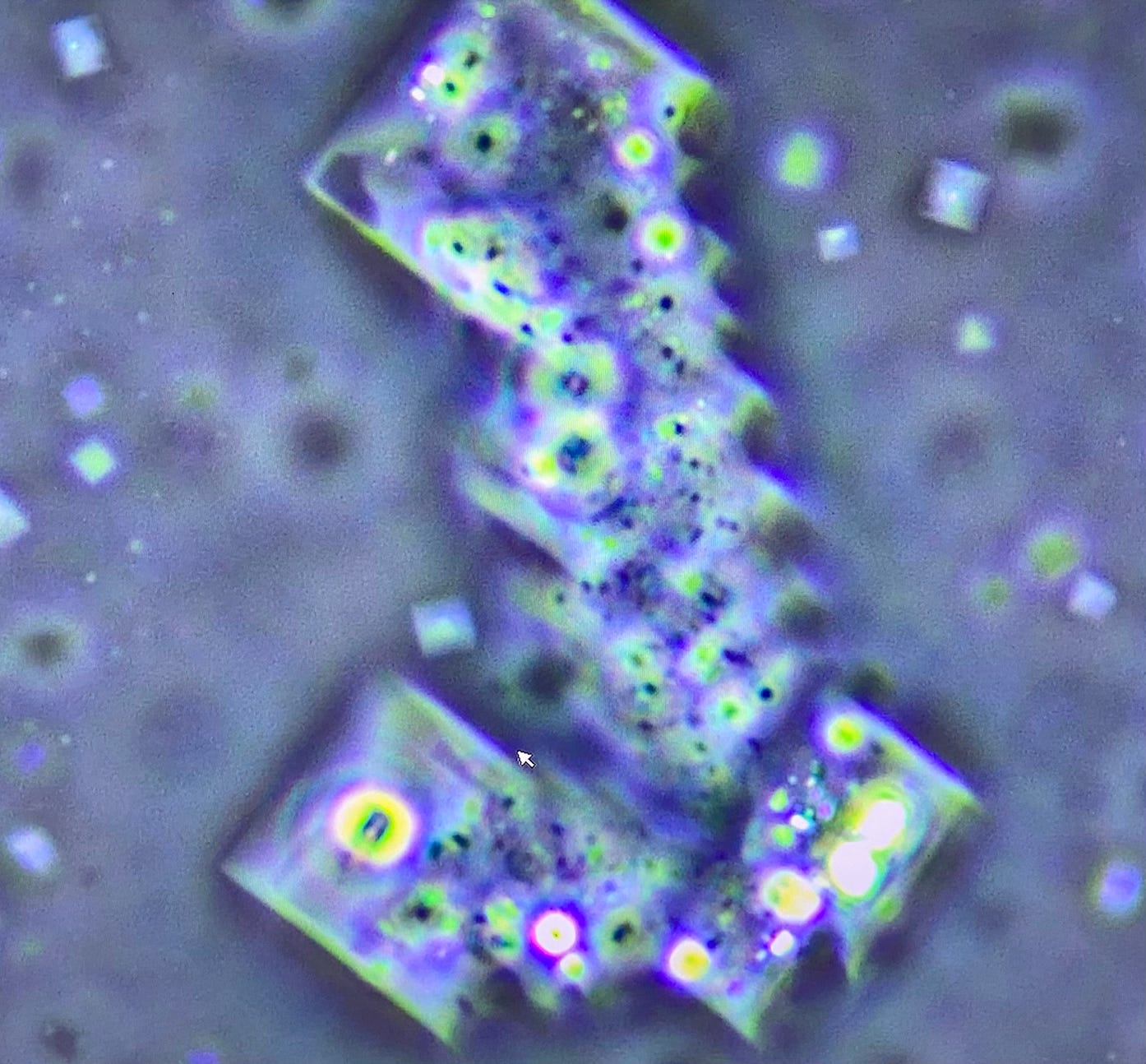 Incubation at Body Temperature Favors Higher Complexity of Self ...