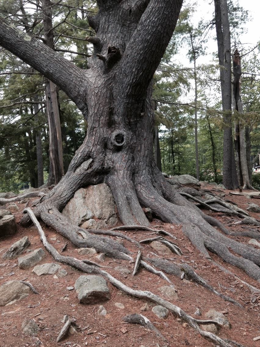 Body Of Work - by David M. Poff - Hermit Chronicles