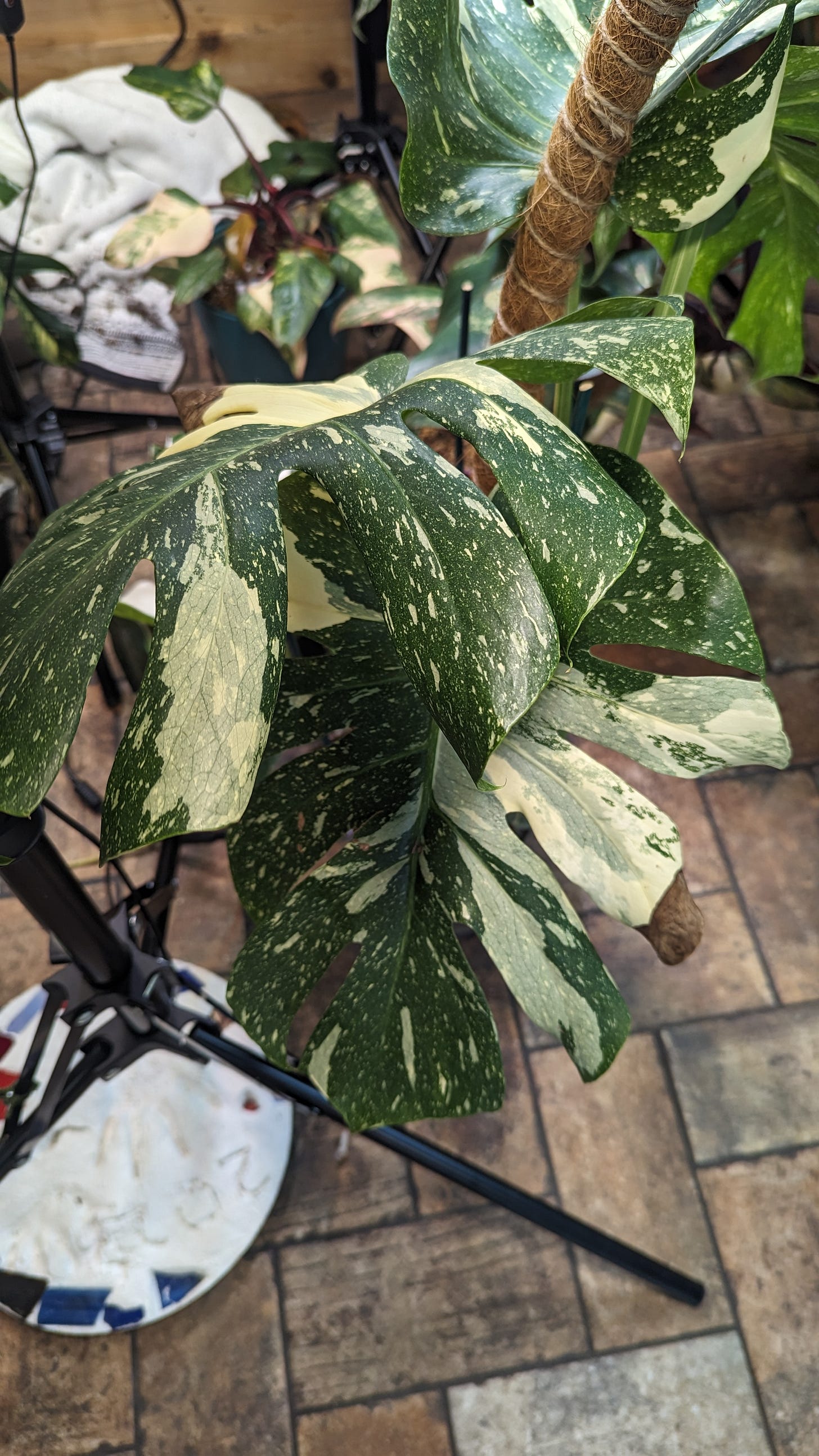 My favorite super-easy plants - by Zawn Villines