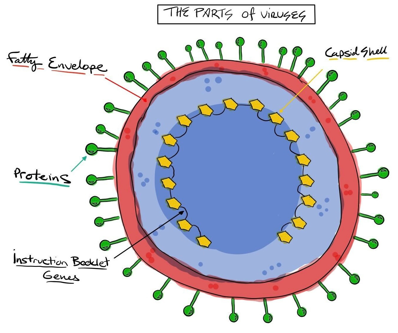 Wait, there is more than one type of measles? — Those Nerdy Girls