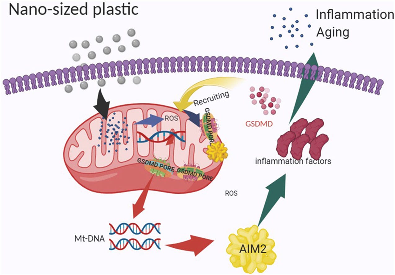STUDY ANALYSIS: Microplastics and Skin Aging