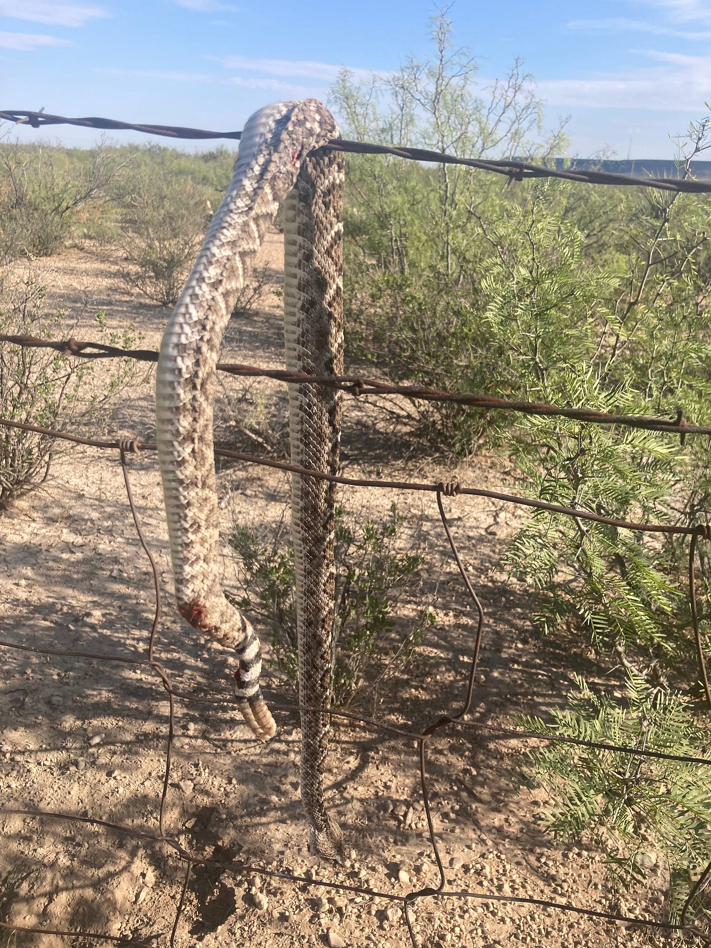 Ranch Report: Rattlesnakes - by Pecos 45 - Pecos’s Substack