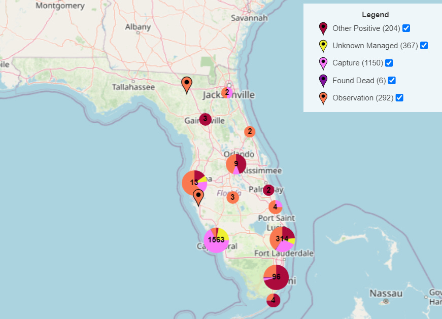 Florida's Invasive Species -- Nile Monitor Lizard