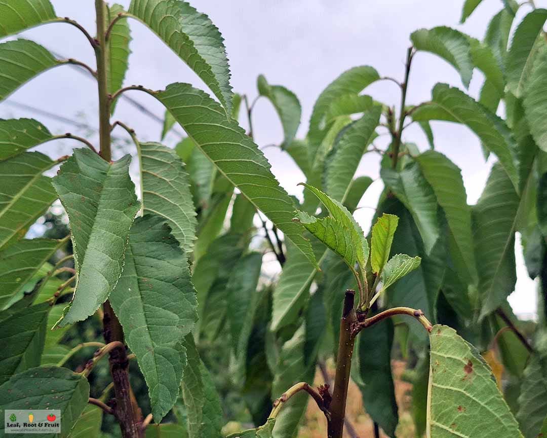 February 2025 Planting Guide and Garden Update