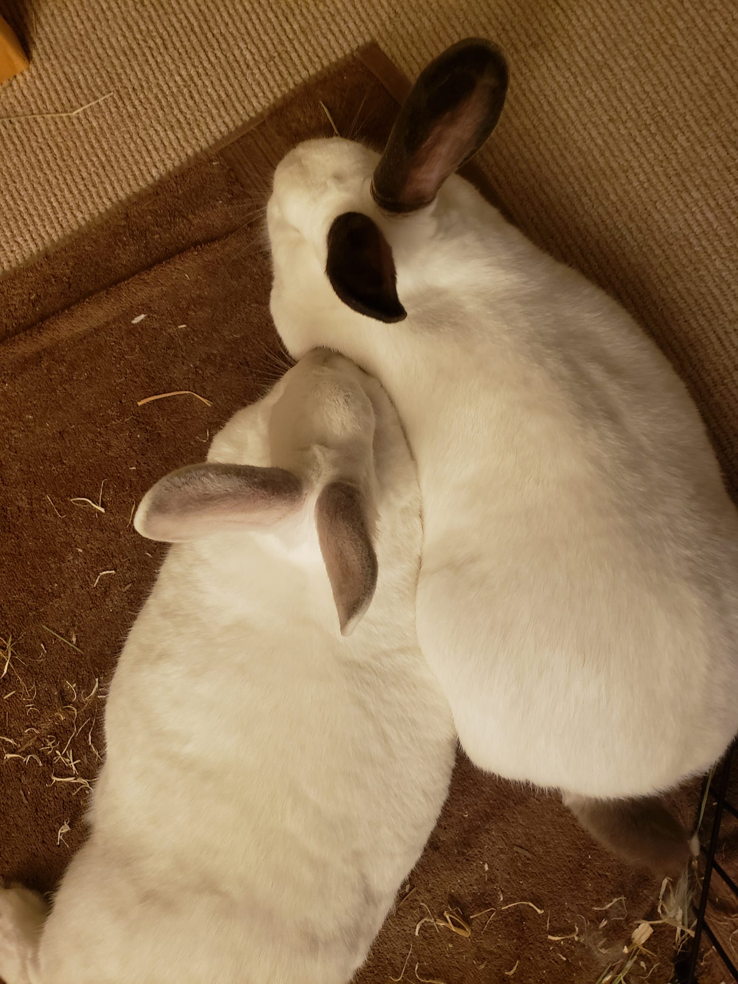 Why rabbits? - by Noah Smith - Noahpinion