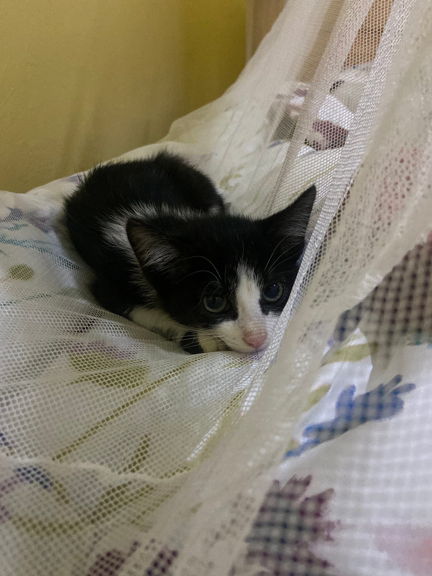 Becoming… - by Fran Shannon - Fran’s Substack