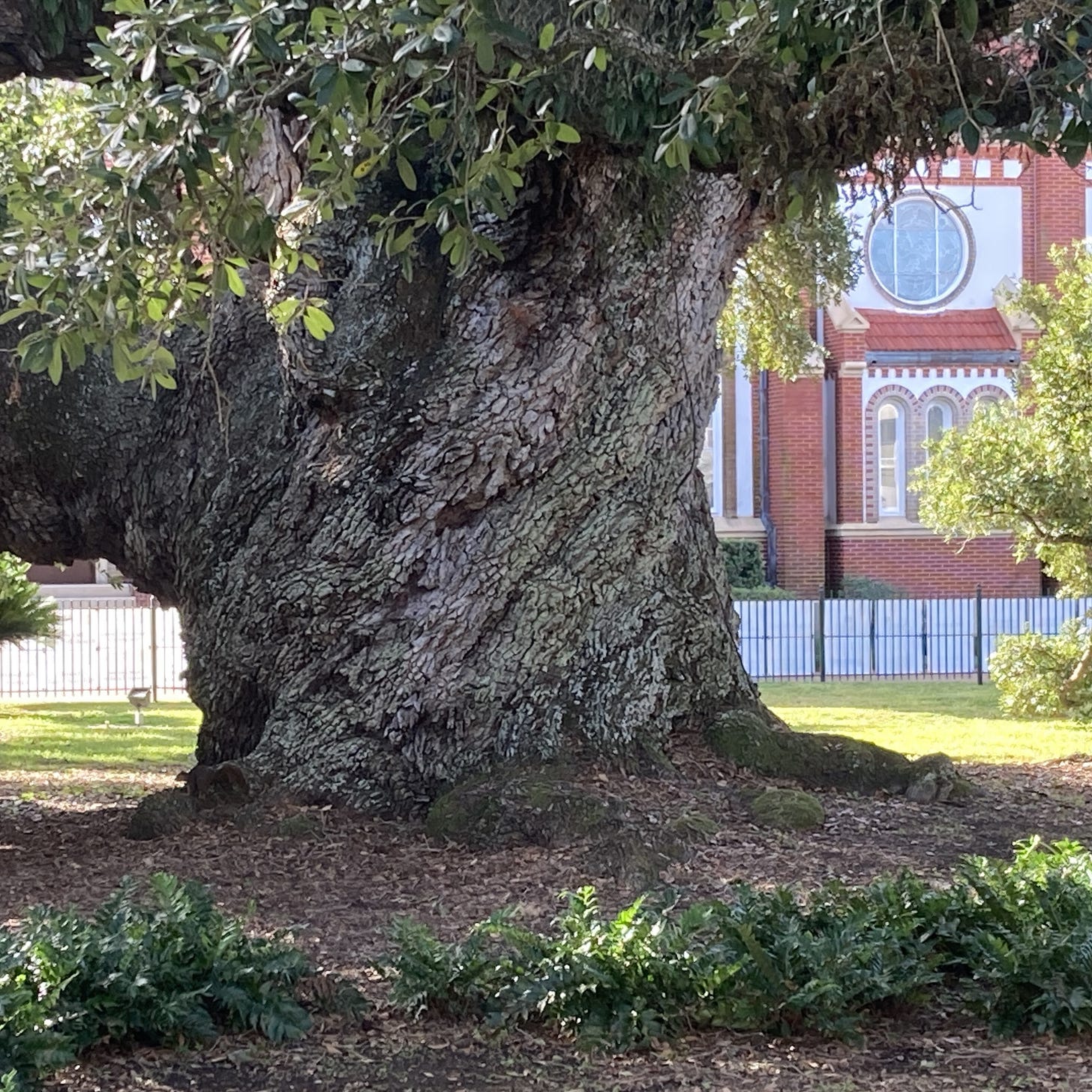 Divine Roots of Disbelief - CRONE ENERGY by Ronlyn Domingue