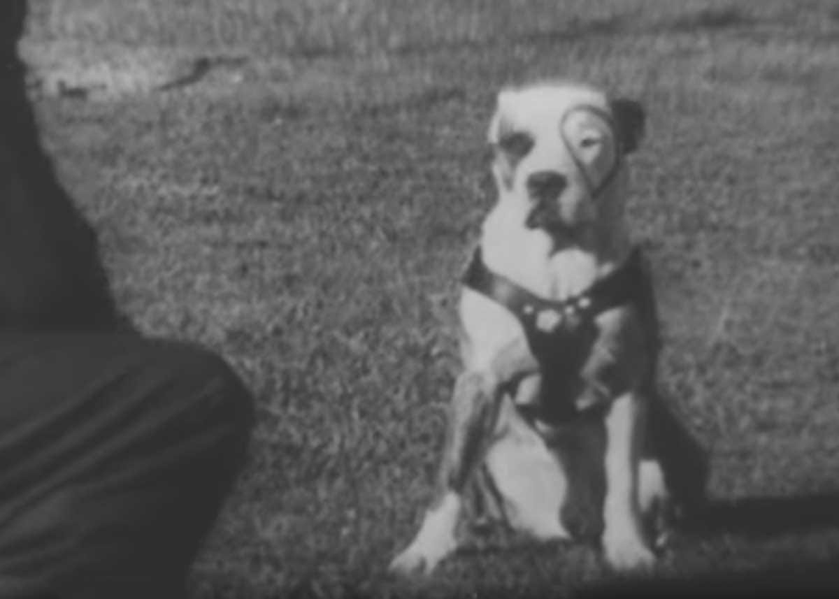 Petey (Pete the Pup) from “Our Gang” was one smart dog