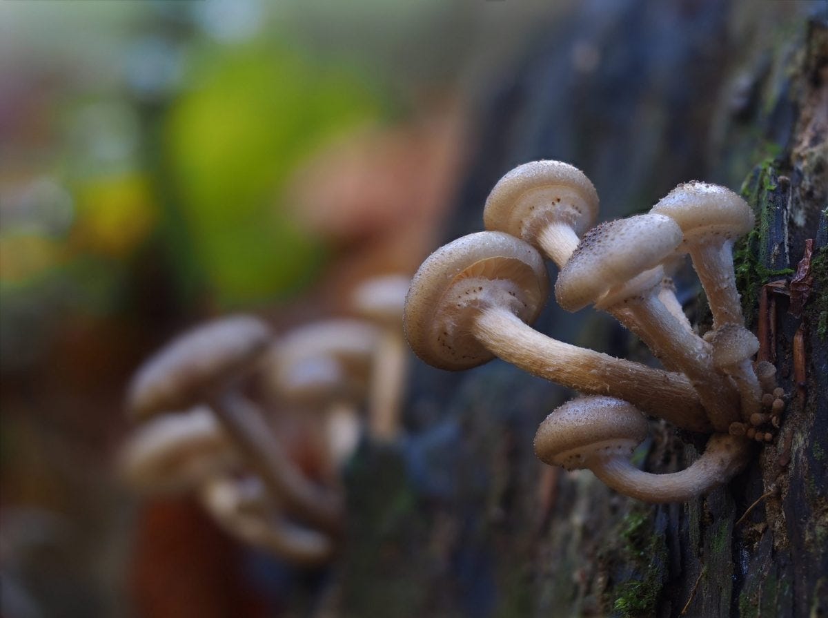 How to Capture Bioluminescent Mushroom Photos: A Comprehensive Guide