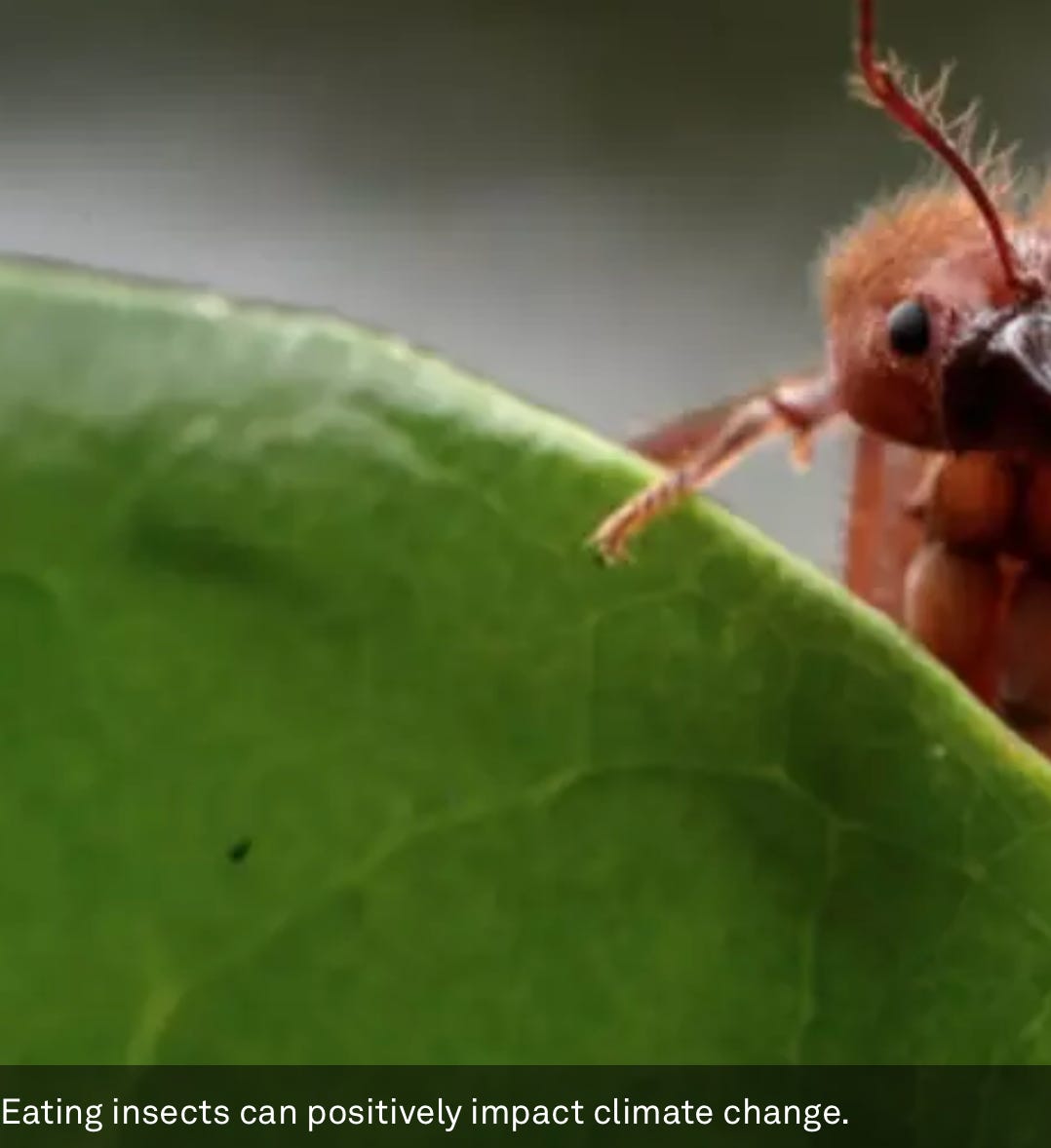 Fact check: the WEF wants us to eat bugs.