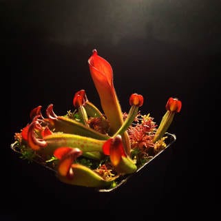 GROWING HELIAMPHORA - by Dan DiPietro - Carnivorous Journey