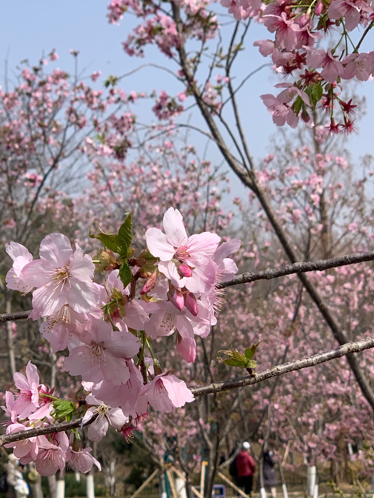 好花不常开 - by Yin Lu - Tigra’s Substack