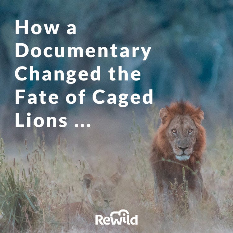 Restoration Success Stories: Ten Inspiring Examples of Restoration Done ...