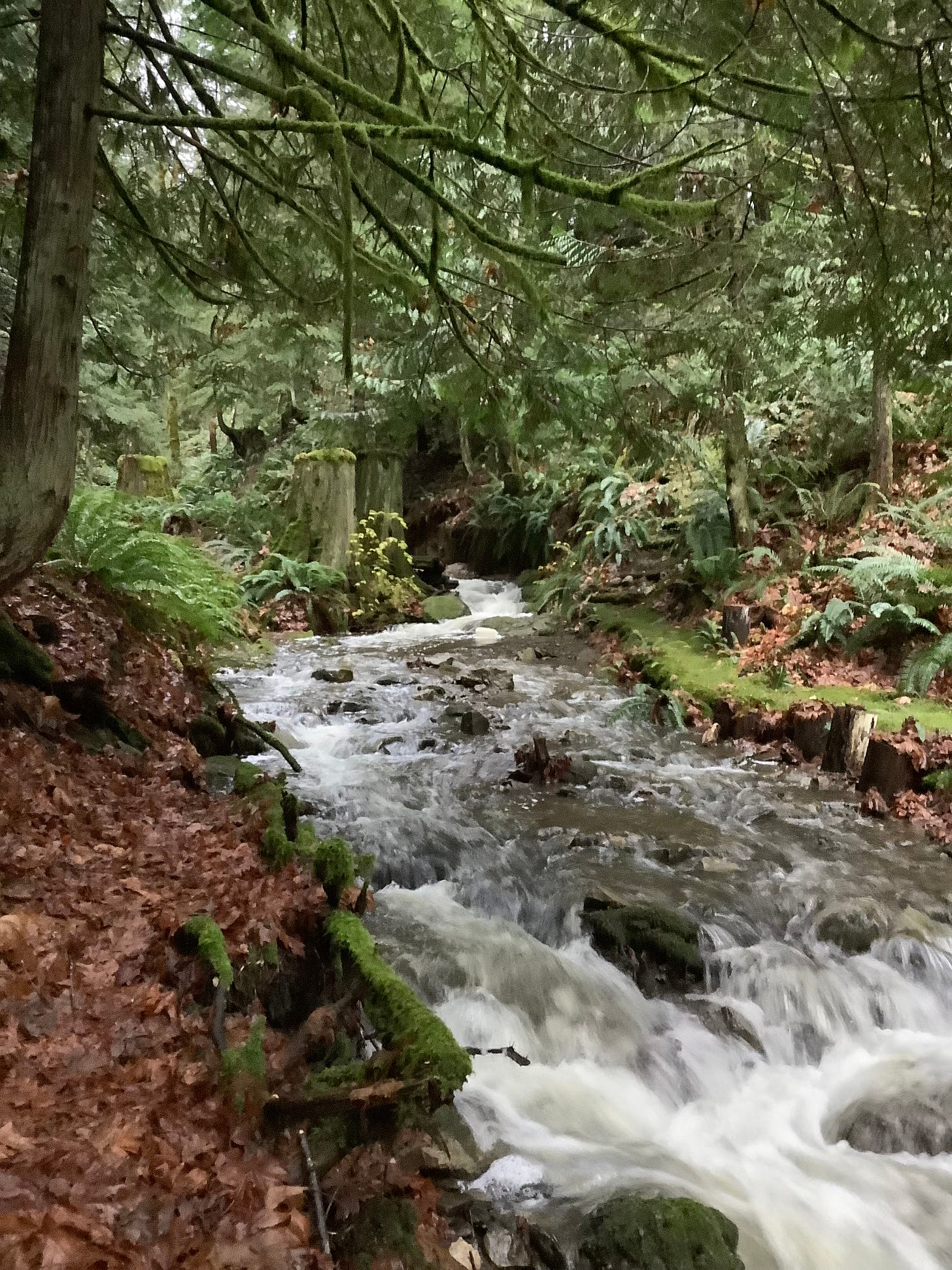 All Species Are thriving But Man, by Elizabeth Nickson | STRAIGHT LINE ...