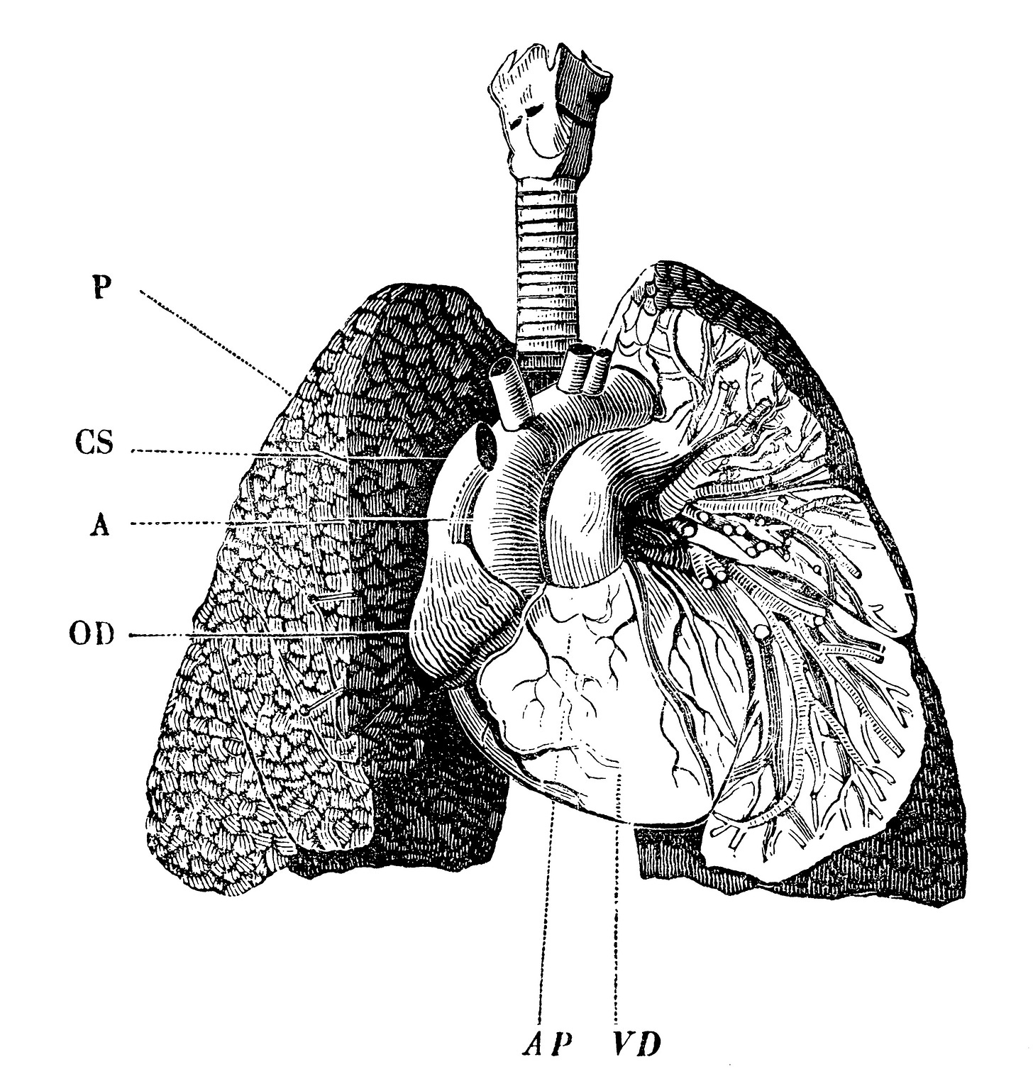 Weak Lungs - by Lily Seibert - The Audacity.