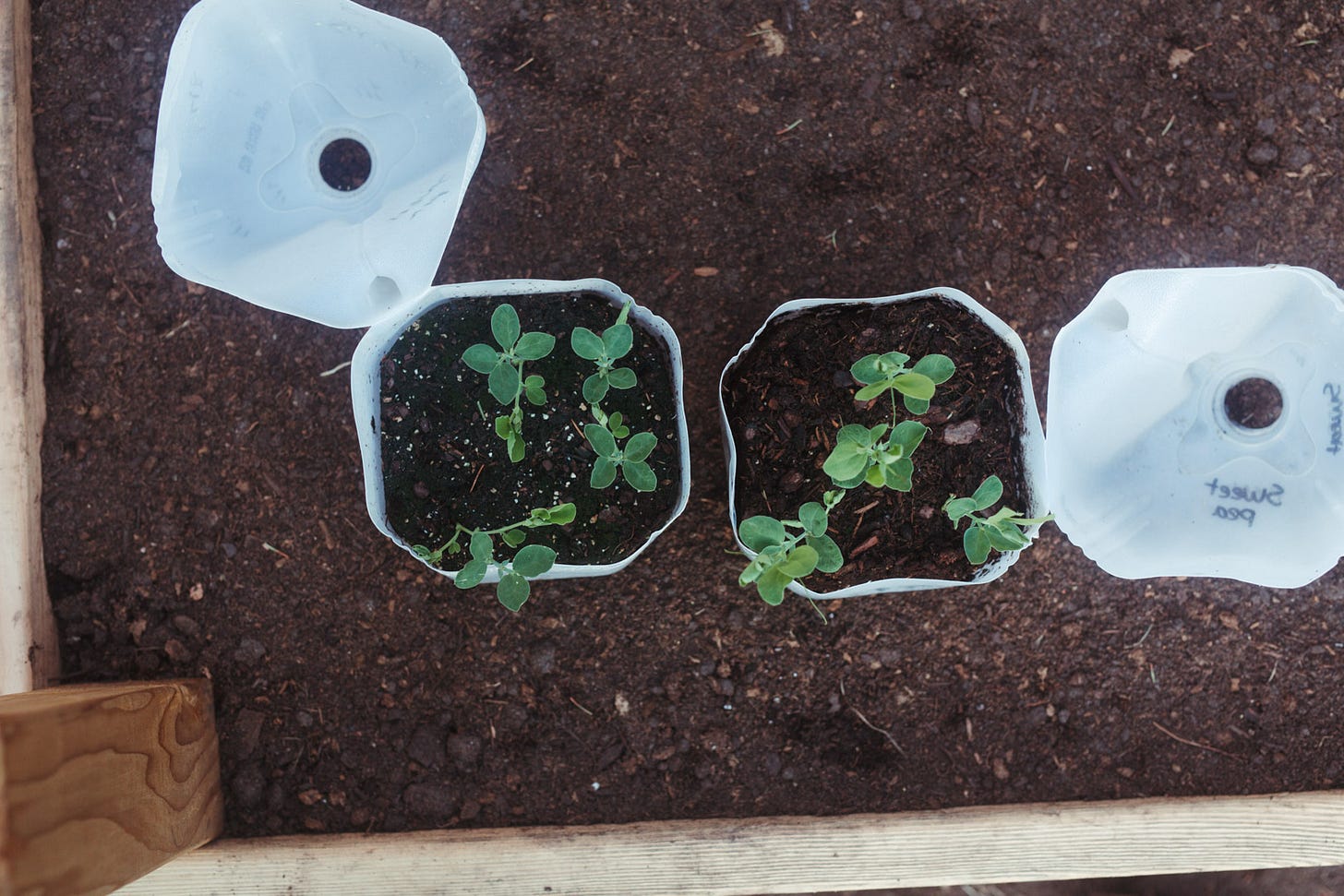 When to Start Winter Sowing - by Emily Leake