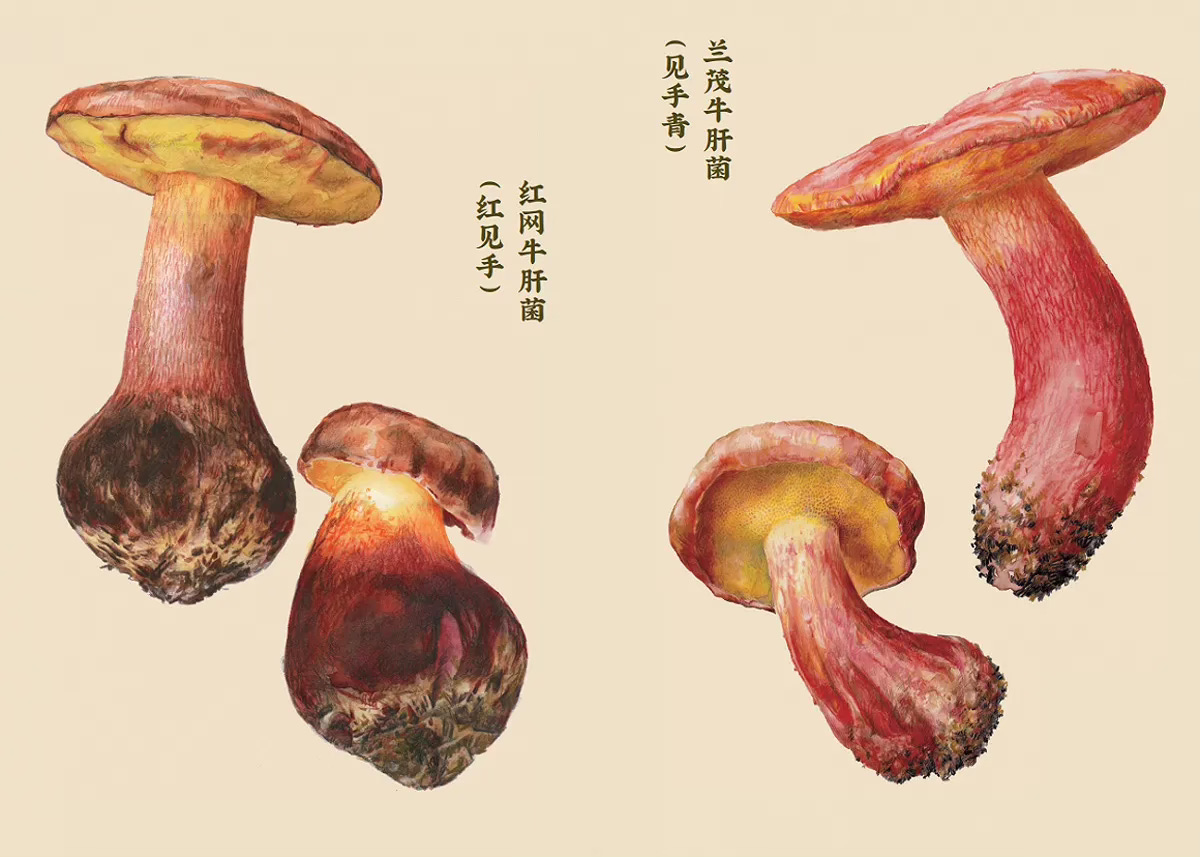 Guide to Yunnan's edible wild mushrooms, summer 2024