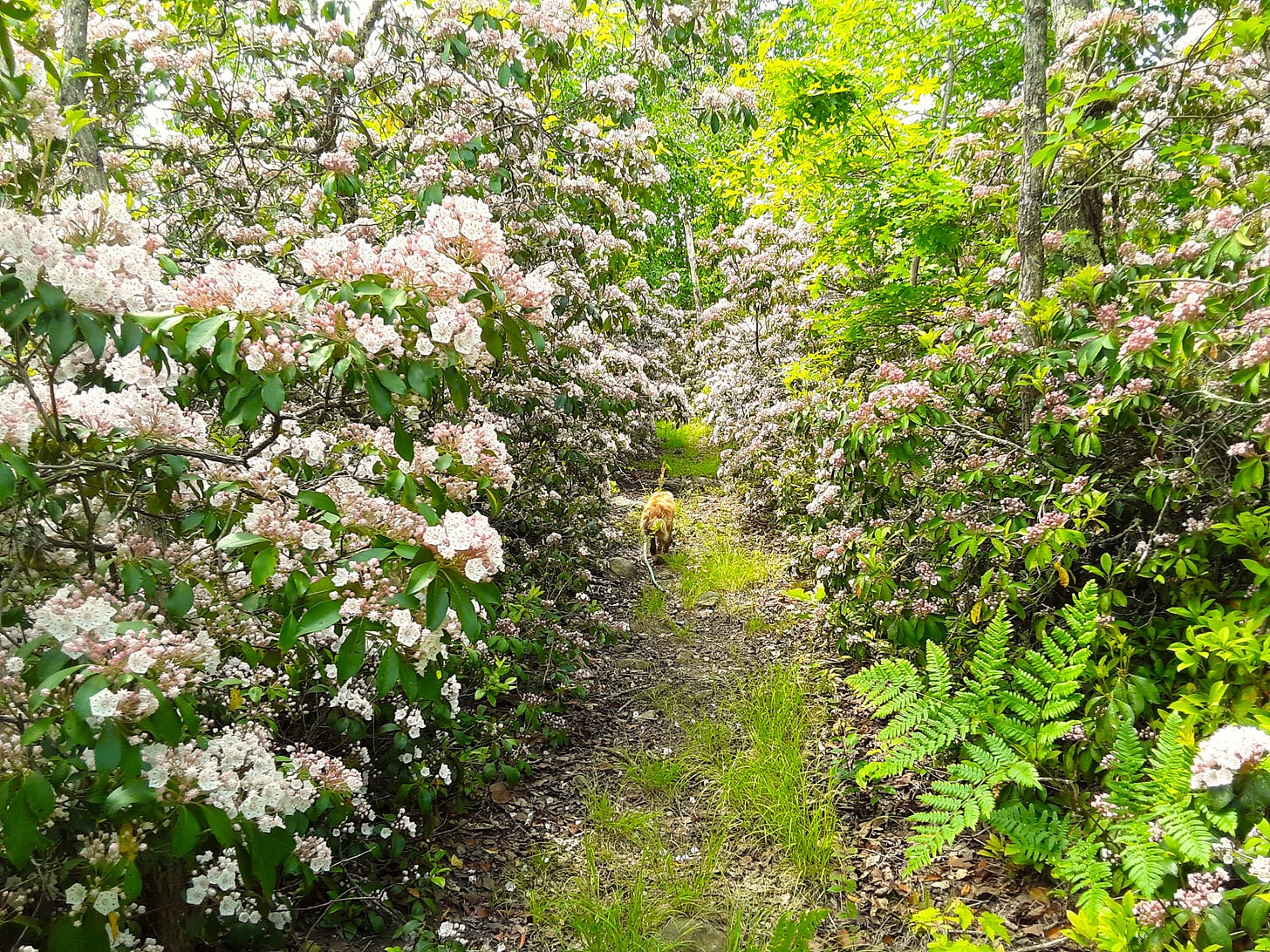 Hiking Arcadia Management Area in Rhode Island - by Sharon