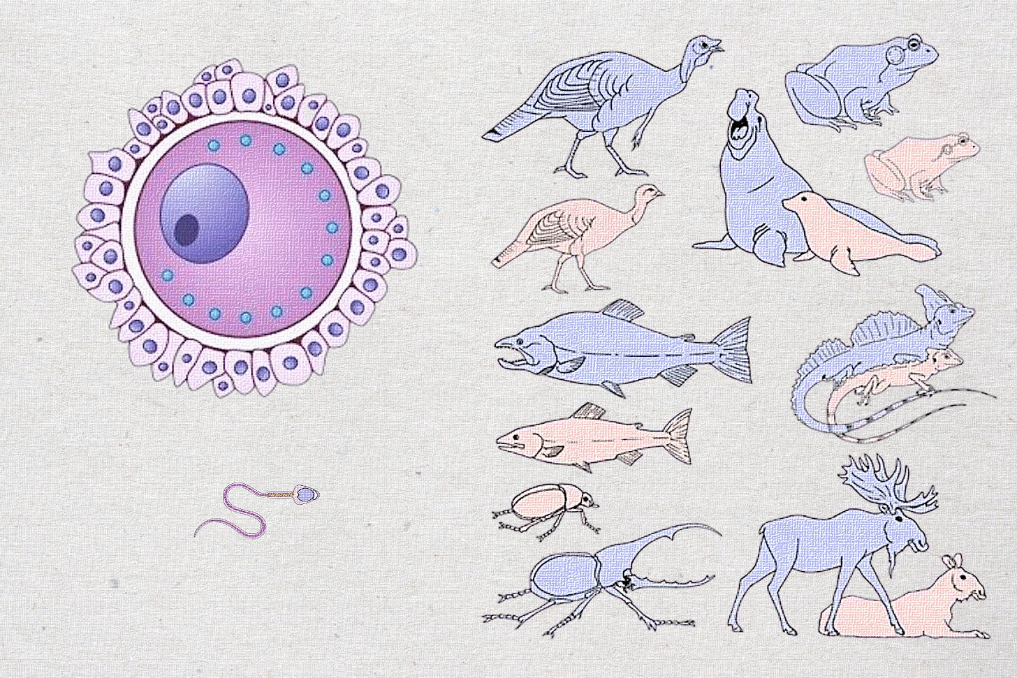 The Sex Binary vs. Sexual Dimorphism - by Colin Wright