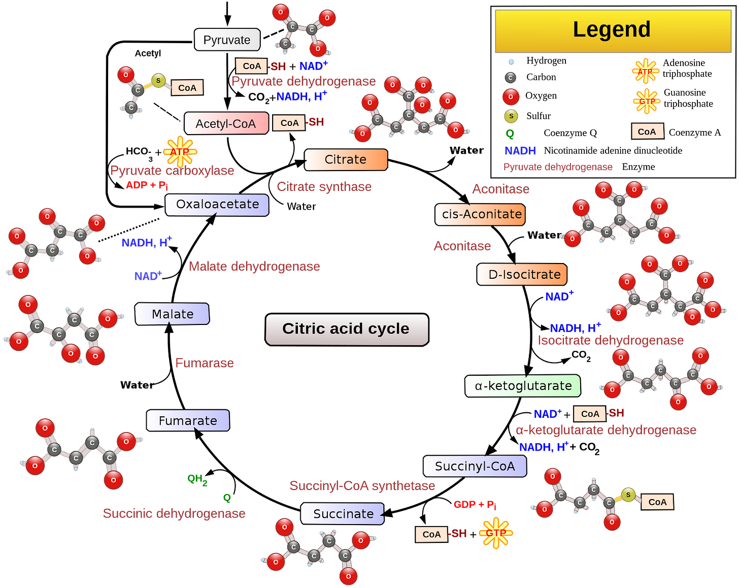 Mitochondrial TCA Cycle Metabolites and Their Physiological Functions ...