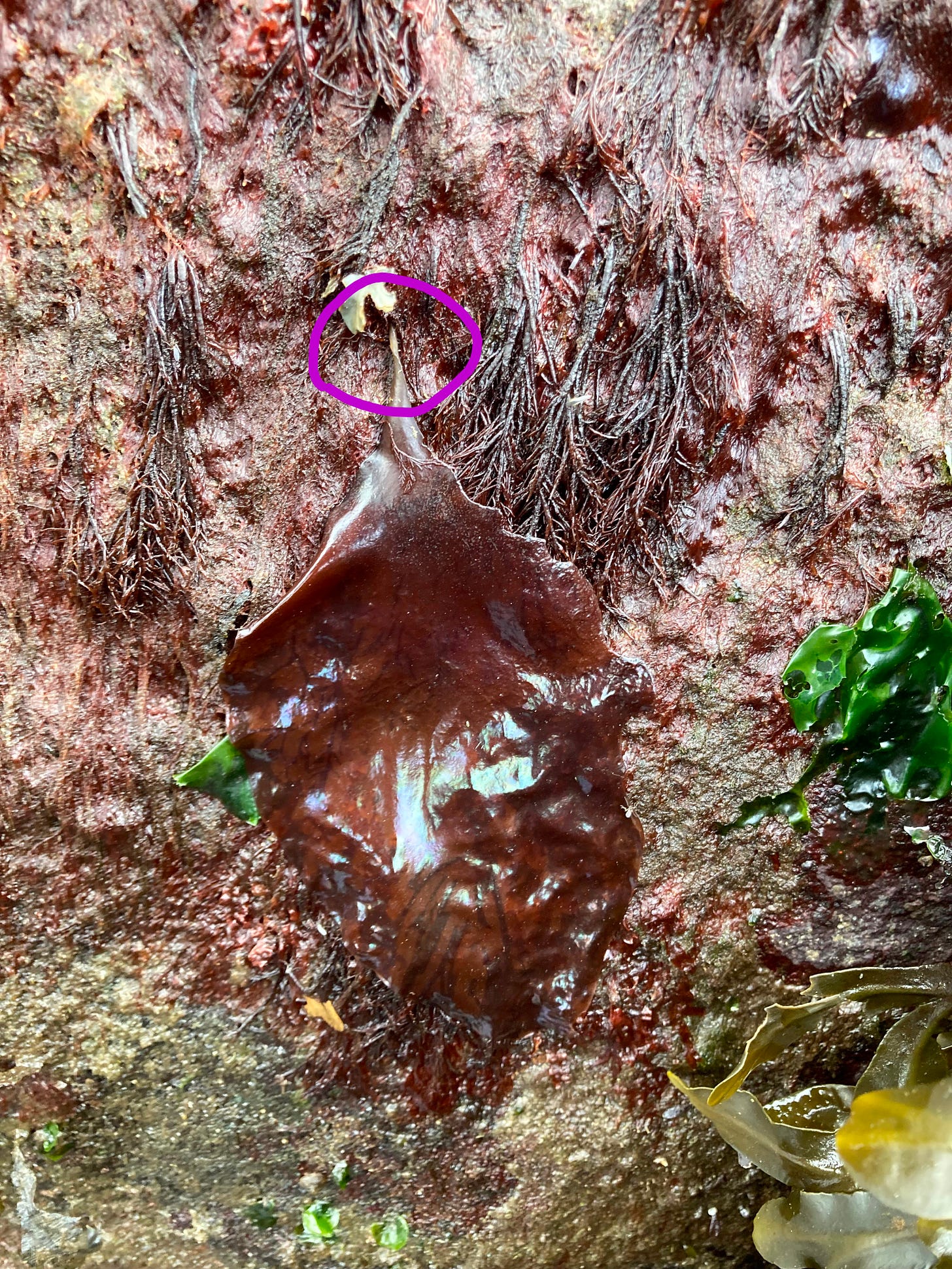 The Art of Underwater Adhesion: Seaweed Holdfasts