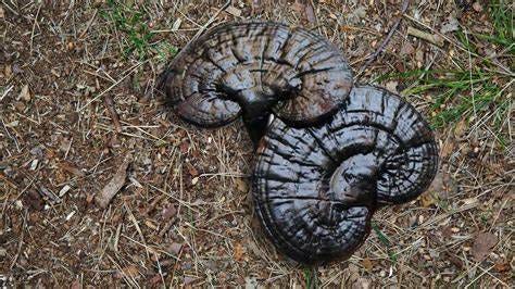 Reishi Mushroom: Benefits, How It Works, and How to Use It in Herbal ...