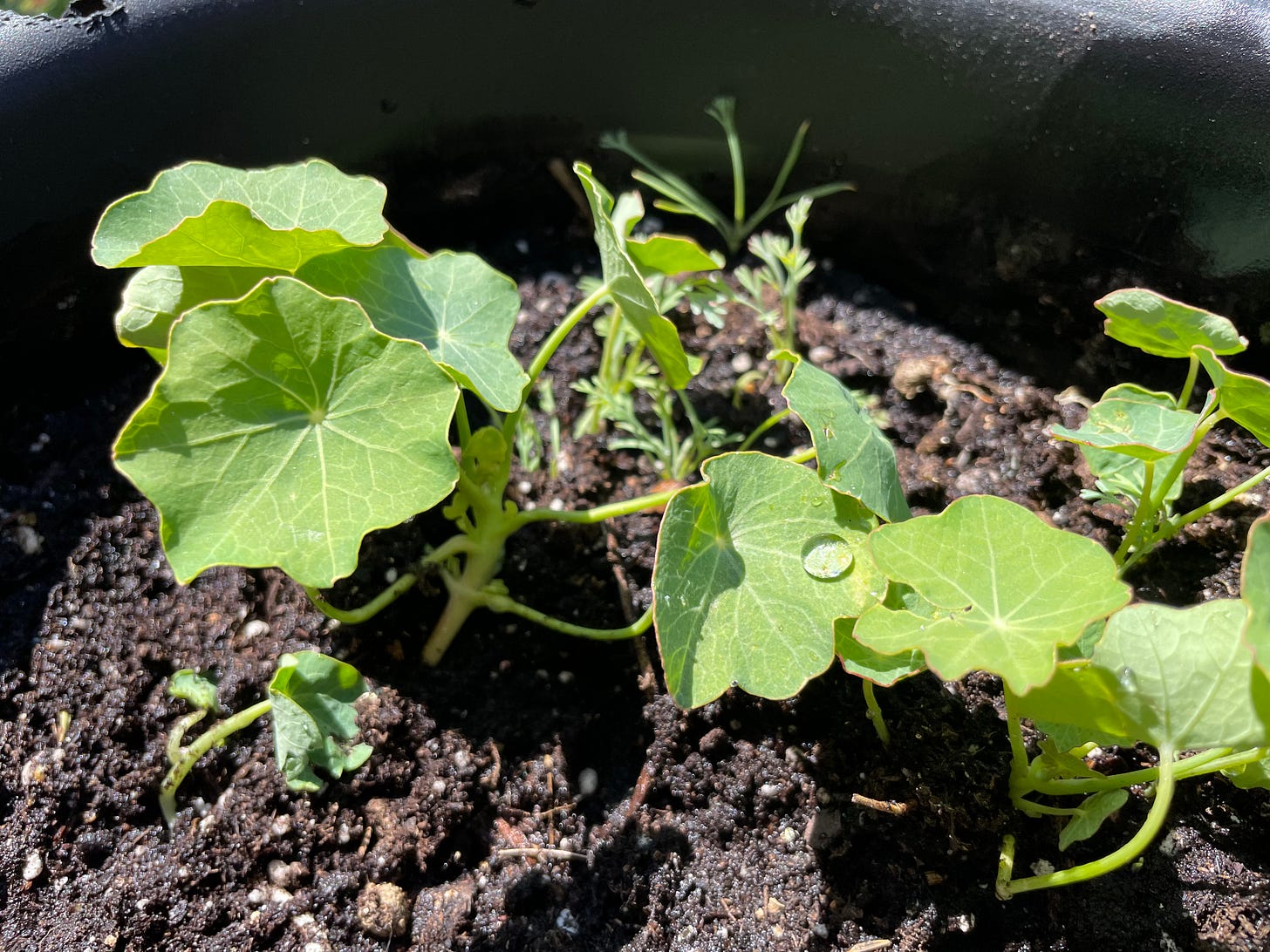 SproutWatch | Nicole | Substack