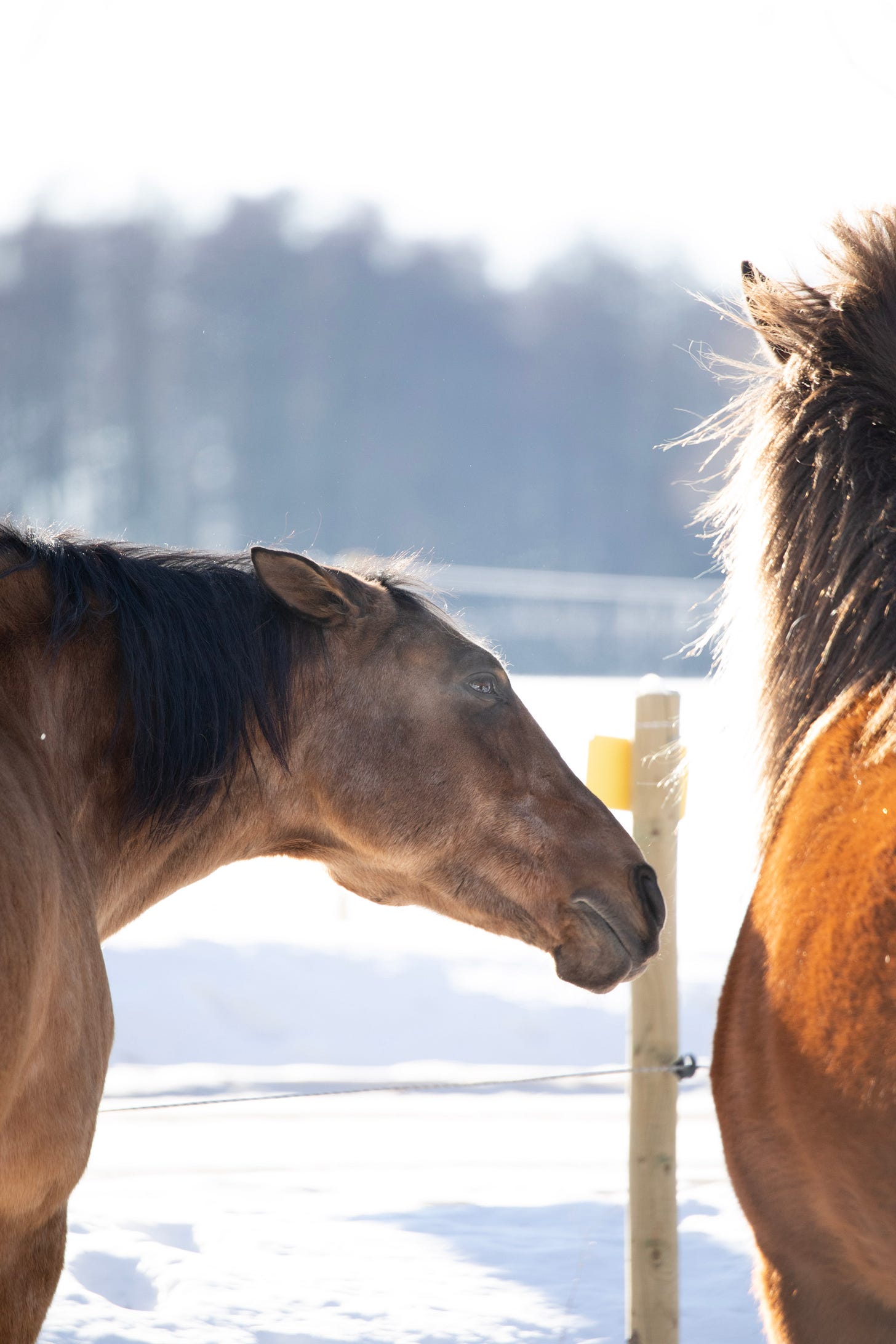 The Equine Ladder of Aggression - by Renate Larssen