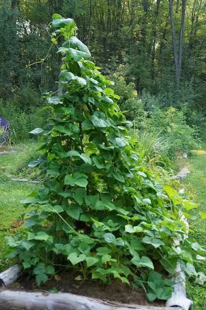 Using Companion Planting in the Garden - by Gretchen