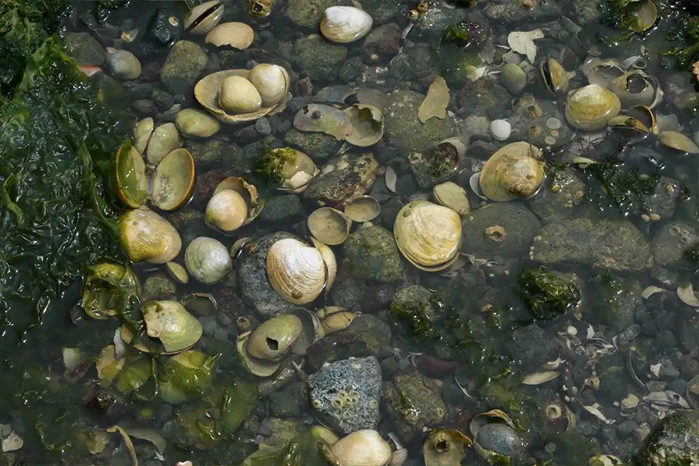 Regenerative Ocean Gardening, Kelp Farming and Marine Permaculture