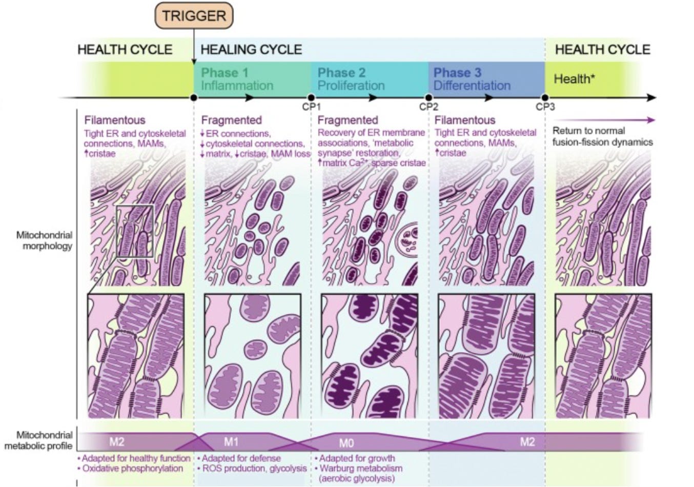 Regenerative Medicine and the Cell Danger Response