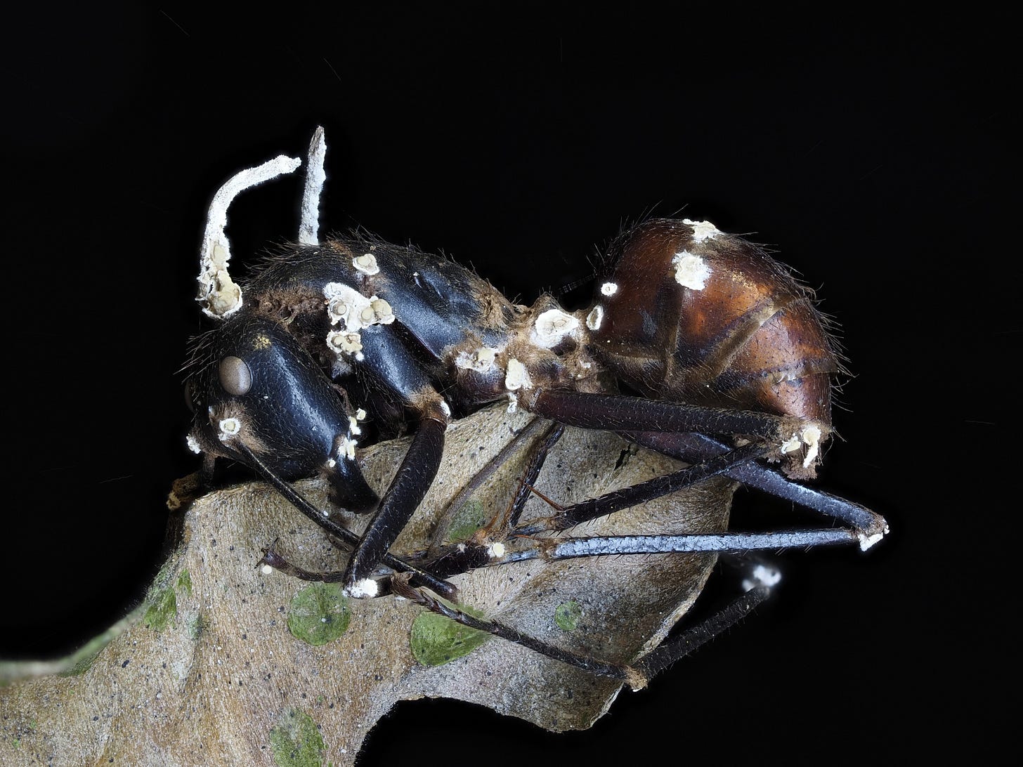 Zombie Apocalypse of the Insect World: A Closer Look at Cordyceps