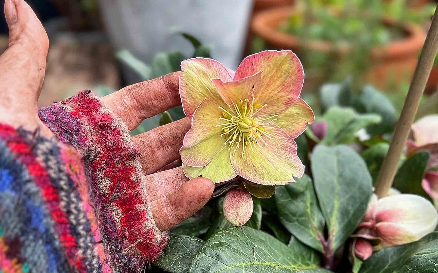 Adore the Hellebore (Why I Think They’re Worth Every Penny)