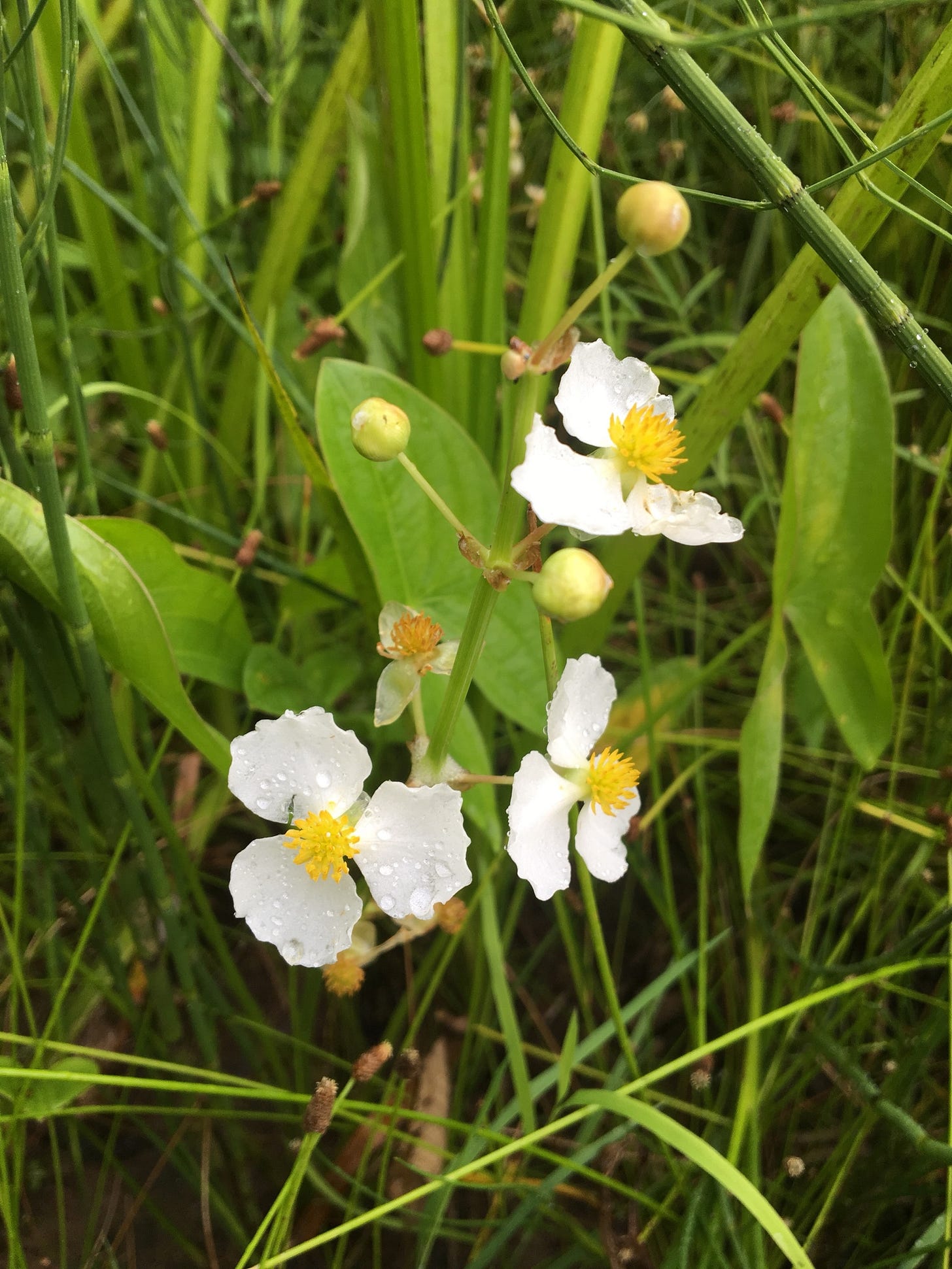 Wapato: The Incredible, Edible Duck Potato - by TheLastFarm